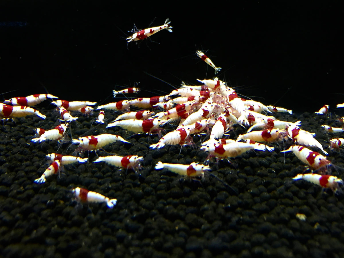 Crystal Bee Shrimp – Joe's Aqua