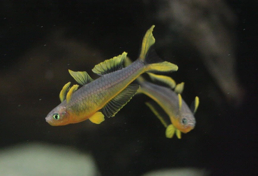 Nano Fish (Freshwater) – Tagged "nanofish" – Joe's Aqua