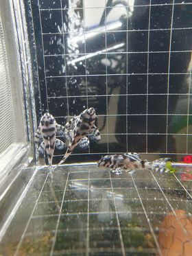 [Pre-Sale] L236SW (Super White) – Joe's Aqua