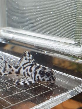 [Pre-Sale] L236SW (Super White) – Joe's Aqua