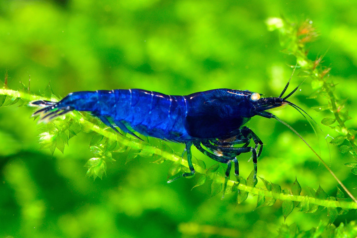 Orange Eye Royal Blue Tiger – Joe's Aqua