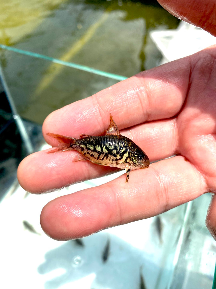 C005 Corydoras – Joe's Aqua
