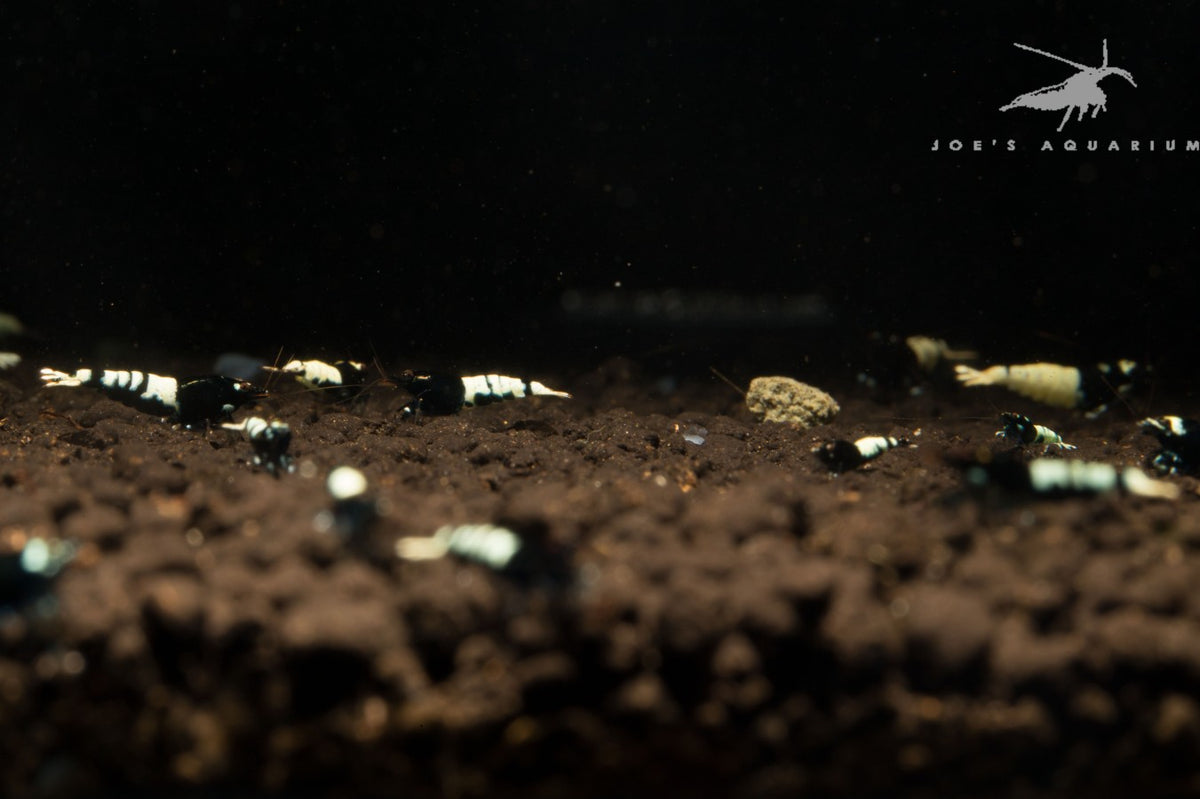 Black Pinto Shrimp Mix – Joe's Aqua