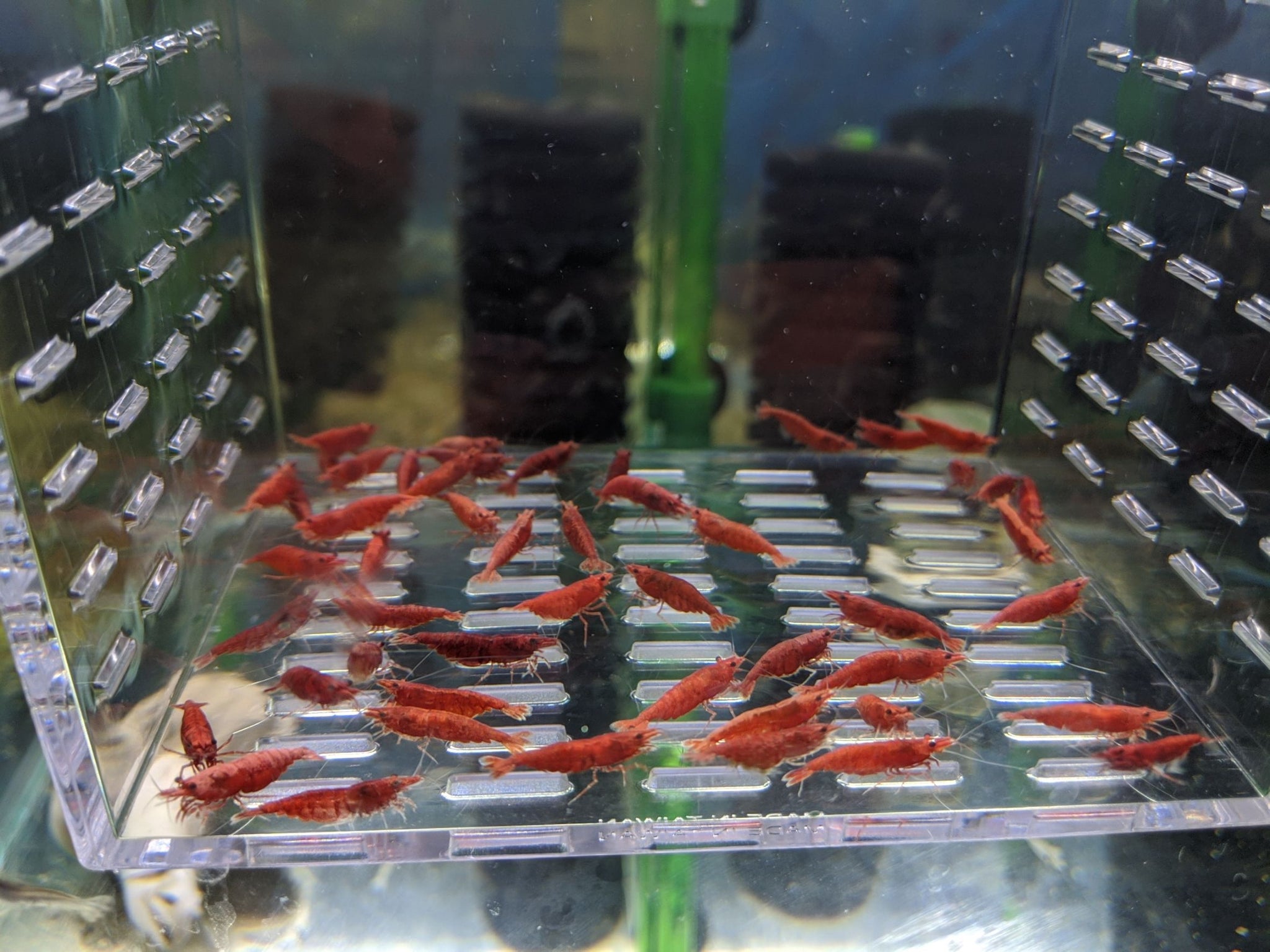 Red Neos – Joe's Aqua