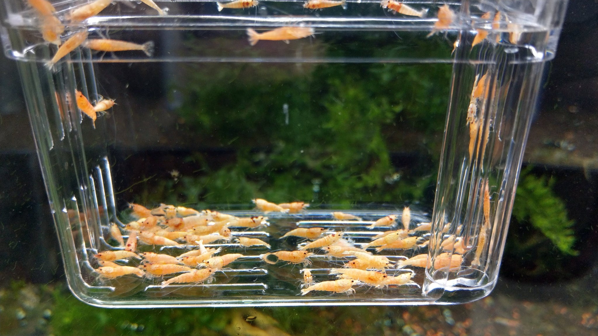 Crystal Bee Shrimp – Tagged "Crystal" – Joe's Aqua