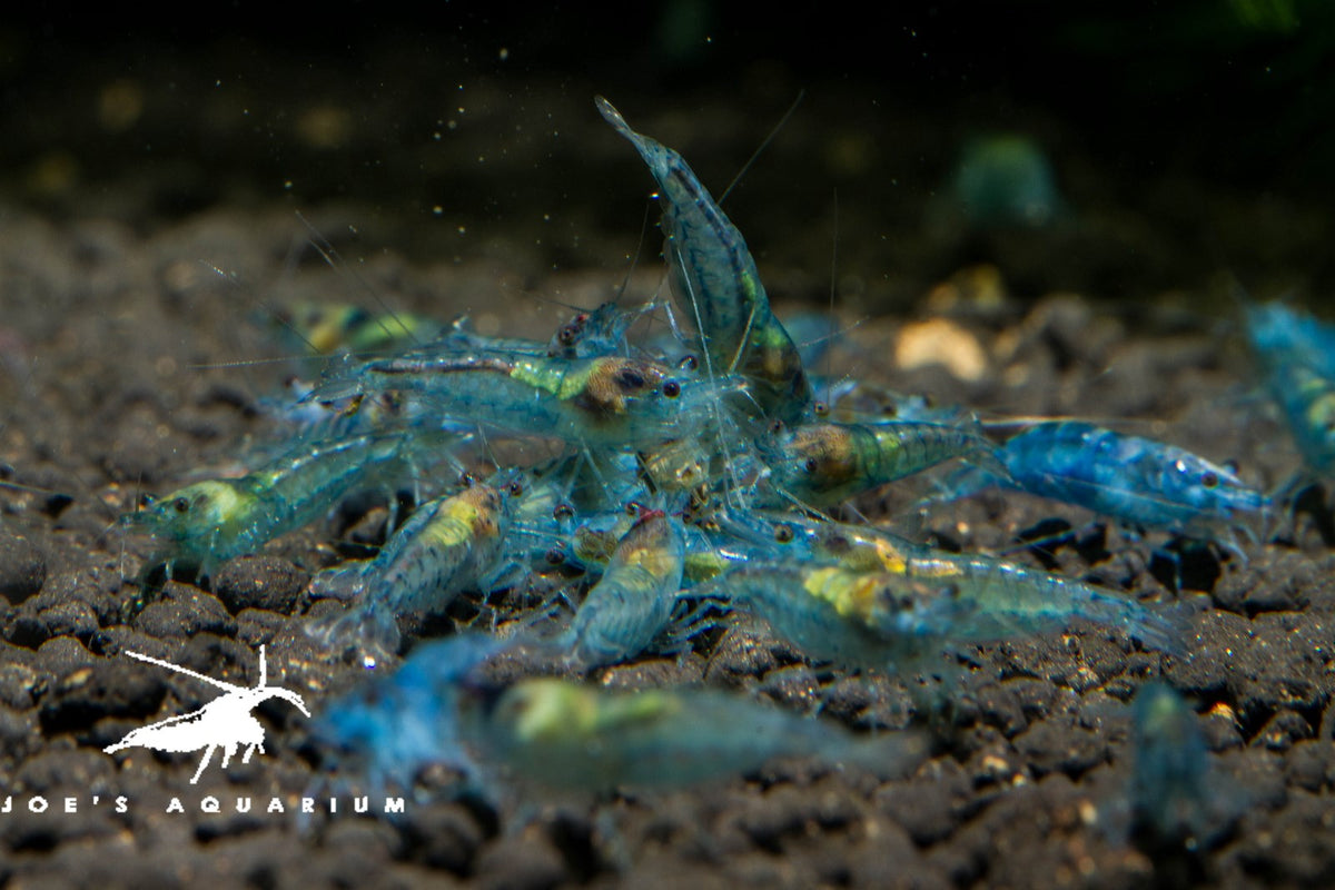 Blue Velvet Shrimp – Joe's Aqua