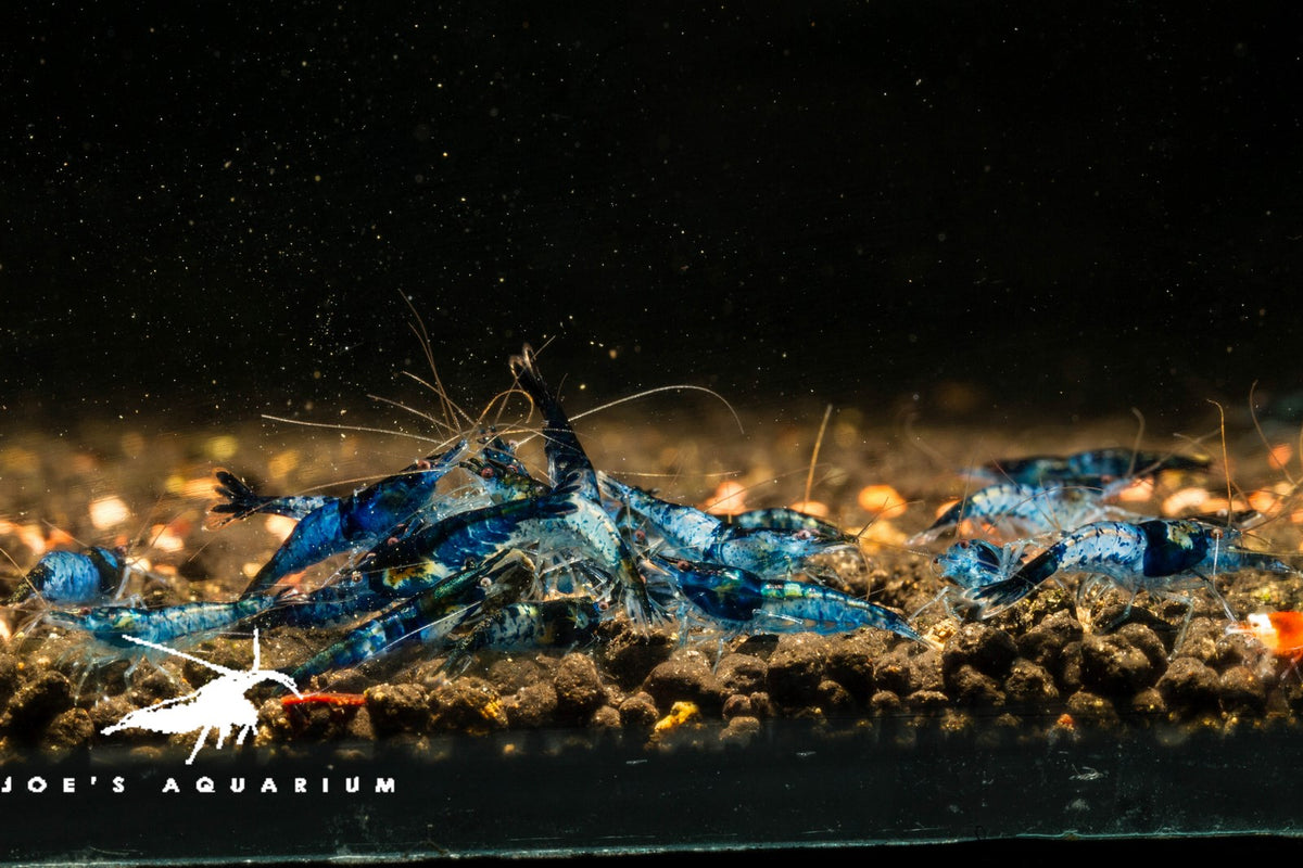 Blue Rili Shrimp – Joe's Aqua
