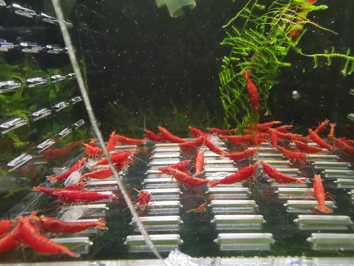 Fire Red Cherry Shrimp – Joe's Aqua