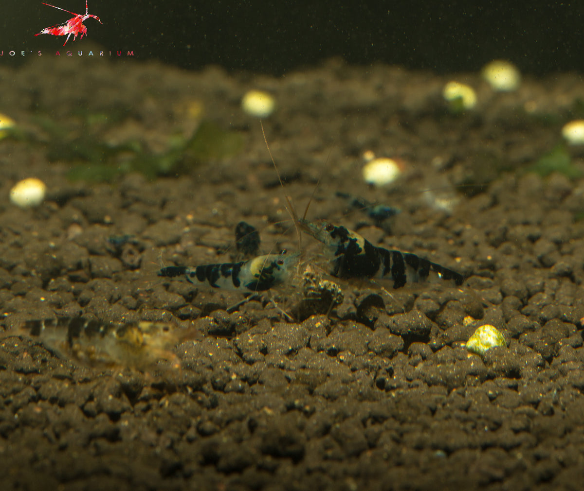 Dragon Blood (Blue Calceo) Shrimp – Joe's Aqua