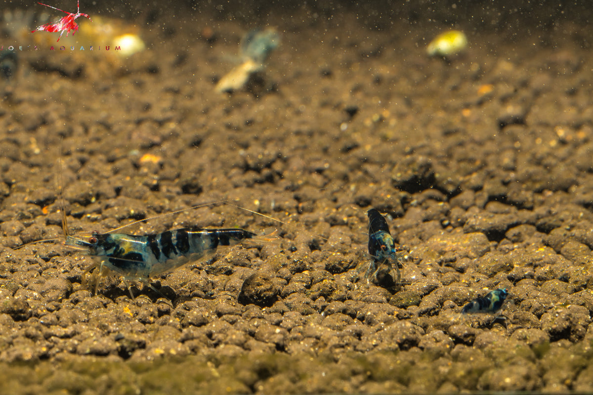 Dragon Blood (Blue Calceo) Shrimp – Joe's Aqua