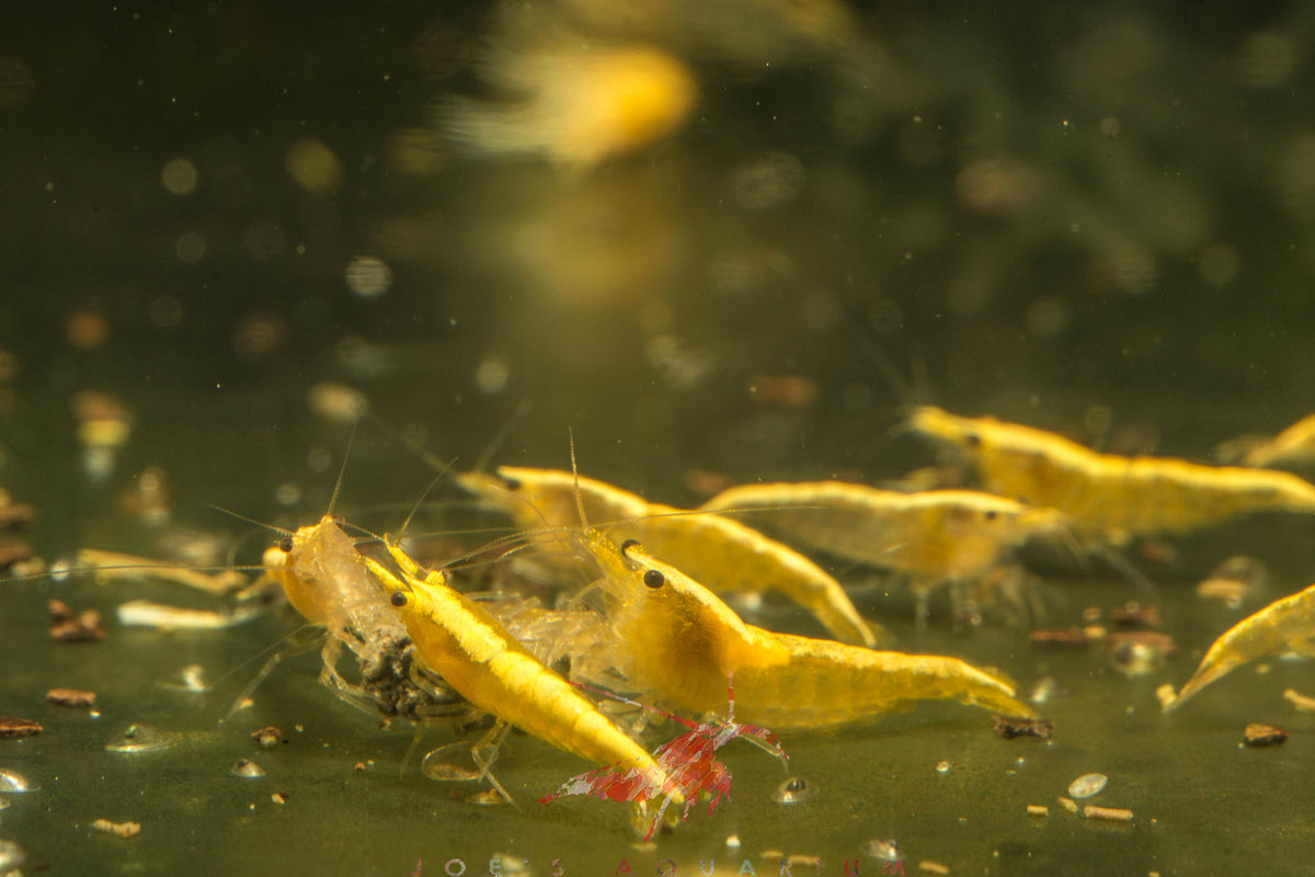 Yellow Golden Backline Shrimp – Joe's Aqua