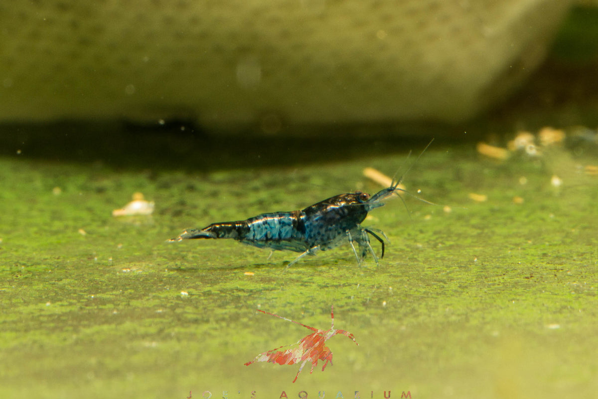 Blue Rili Shrimp – Joe's Aqua