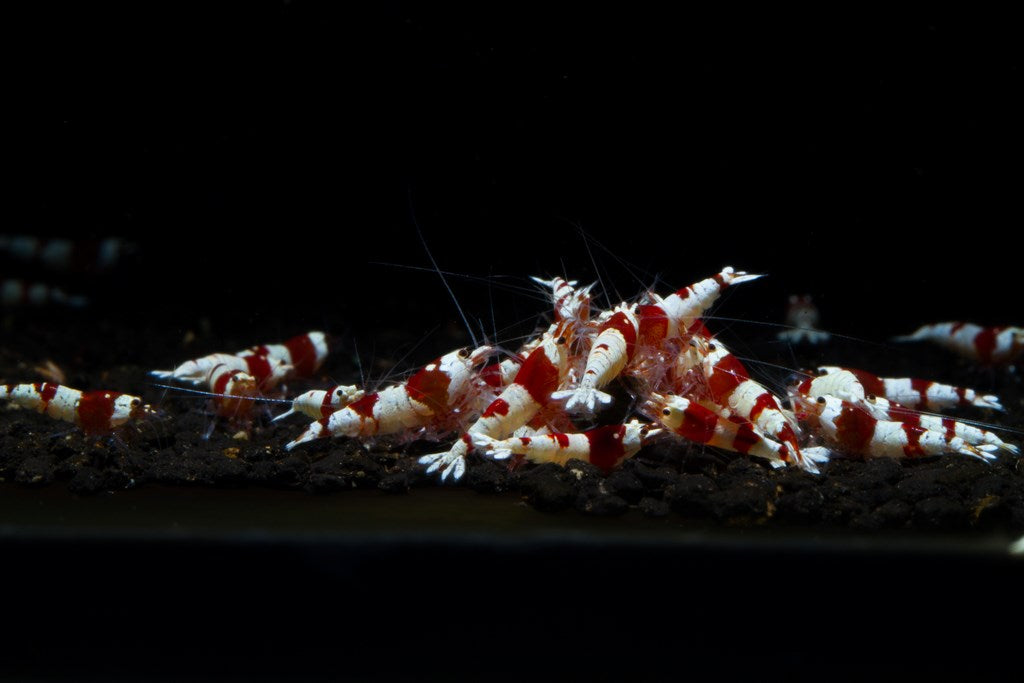 Crystal Bee Shrimp – Tagged "Crystal" – Joe's Aqua